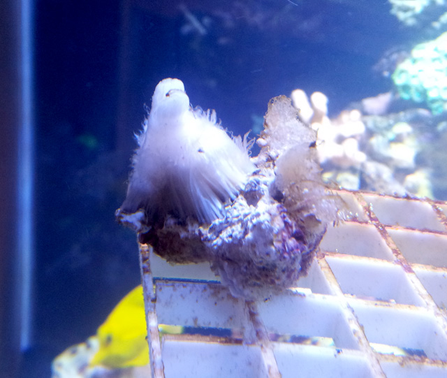 Maxima Clam dropped Byssal Gland? | GTA Aquarium Forums